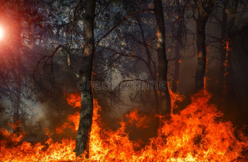 Wildfire at Sunset, Burning Pine Forest Stock Image - Image of heat ...