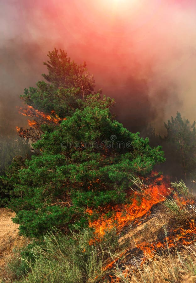Wildfire at Sunset, Burning Pine Forest Stock Photo - Image of fire ...