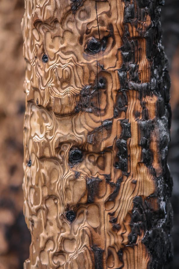 Wildfire tree stock image. Image of fire, scar, wildfire - 228690159