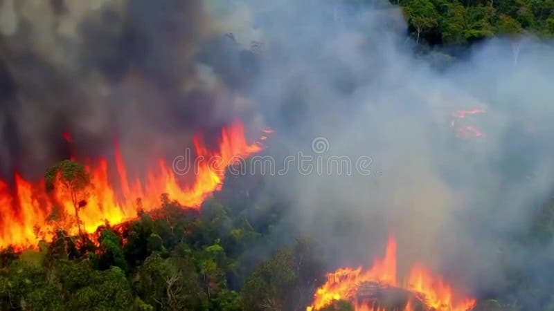 Wildfires in the Amazon Rainforest: a Growing Crisis Stock Video ...