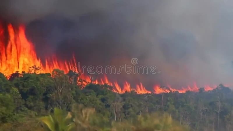 Wildfires in the Amazon Rainforest: a Growing Crisis Stock Footage ...