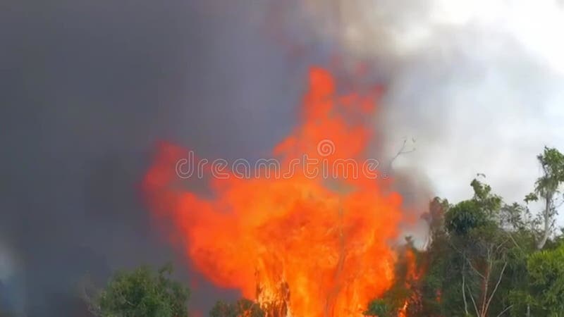 Wildfires in the Amazon Rainforest: a Growing Crisis Stock Video ...