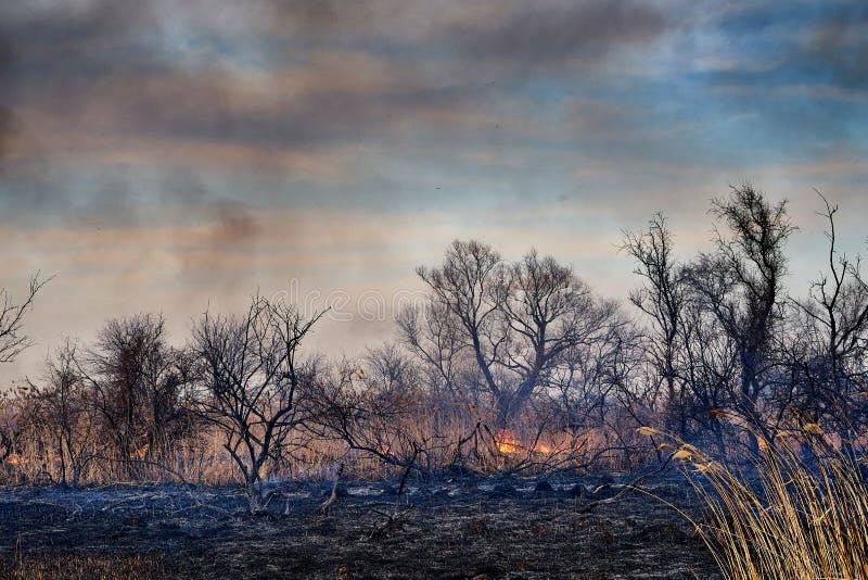 Burning Estuary. Fire in the Steppe Stock Image - Image of awfully ...