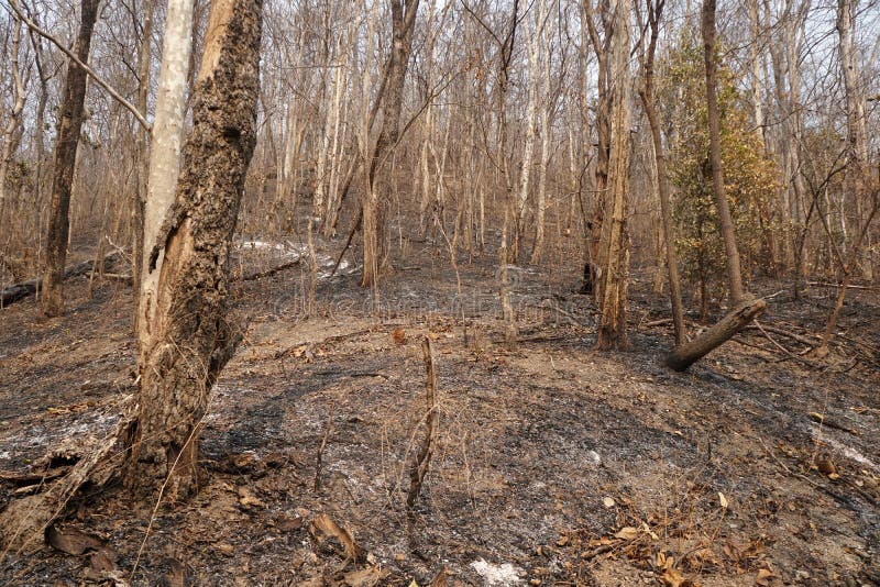 Forest Fire Aftermath, Forest Firepower Destroying. Environmental ...