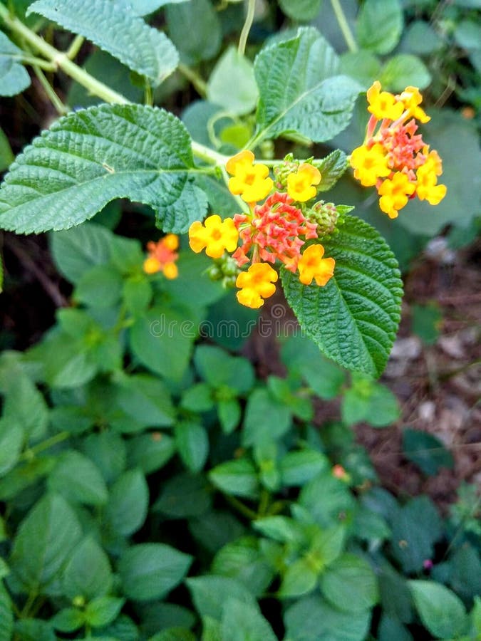 Wildflower is a Beautiful Creation of Almighty Allah. Beautiful ...