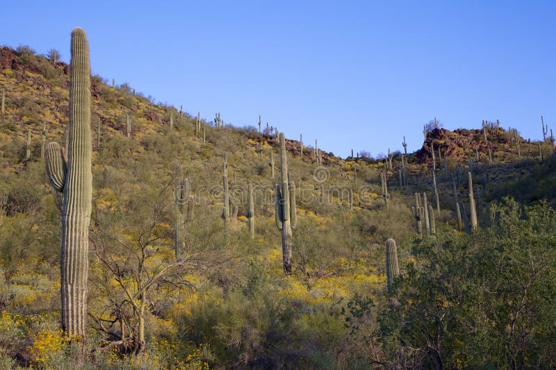 Arizona Desert Spring stock image. Image of bloom, saguaro - 30303429