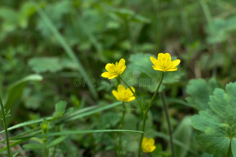 Wildflower buttercup stock image. Image of outdoors, buttercup - 90578565