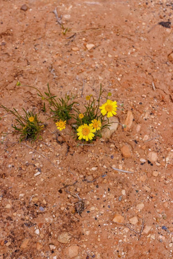 Wildflower in Capitol Reef National Park Stock Photo - Image of ...