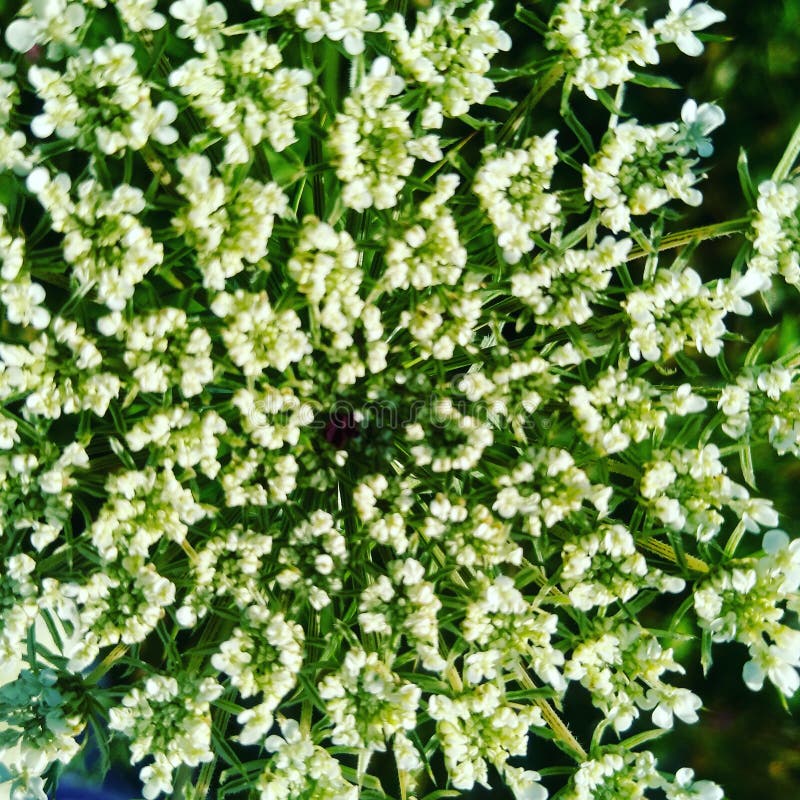 Wildflower Close Up Good Morning Stock Photo - Image of evergreen ...