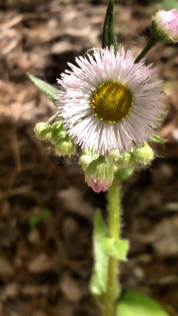 Wildflower Cor-de-rosa Fraco Imagem de Stock - Imagem de nave, jarda ...