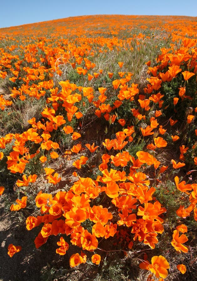 Wildflower Field stock image. Image of endless, california - 5052001