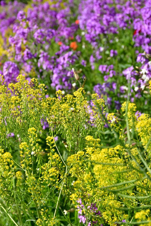 Wildflower Field with Damask-violet and Woad Flowers Stock Photo ...