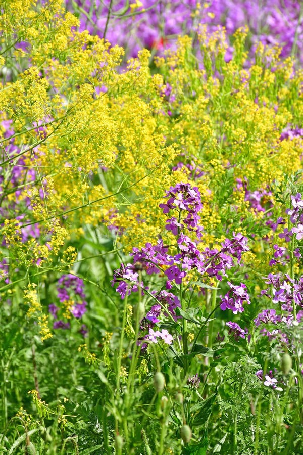 Wildflower Field Damask Violet Woad Flowers Stock Photos - Free ...