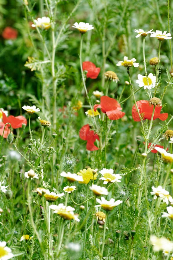 Wildflower field stock image. Image of colorful, summer - 41053551