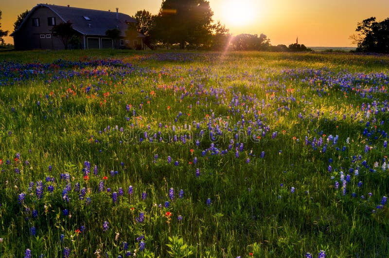 Wildflower Field Sunset stock photo. Image of indian - 30712108