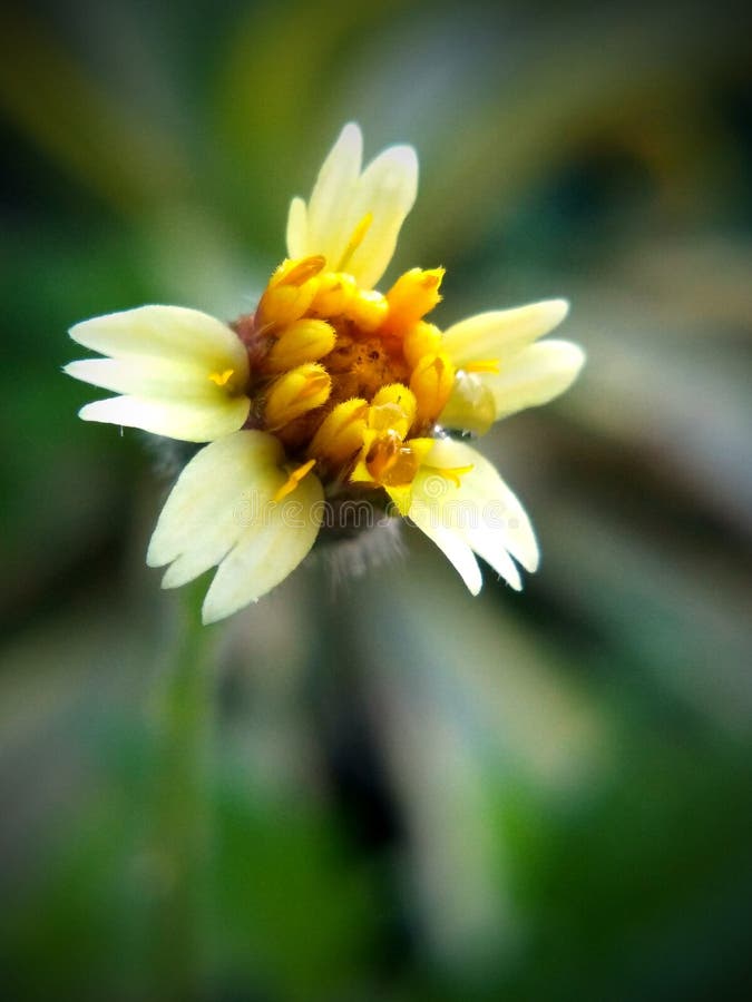 Wildflower Gletang Plant/coatbutton Daisy & X28;Tridax Procumbens& X29 ...