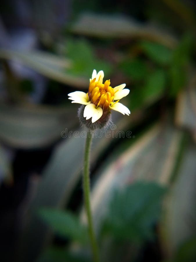Wildflower Gletang Plant/coatbutton Daisy & X28;Tridax Procumbens& X29 ...