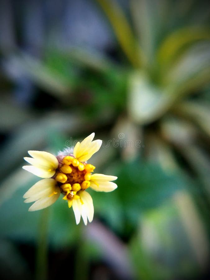 Wildflower Gletang Plantcoatbutton Daisy Tridax Procumbens Photo stock ...