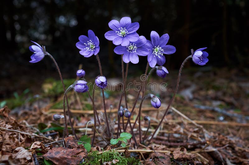 Wildflower Hepatica Growing in the Forest in the Spring. Stock Photo ...