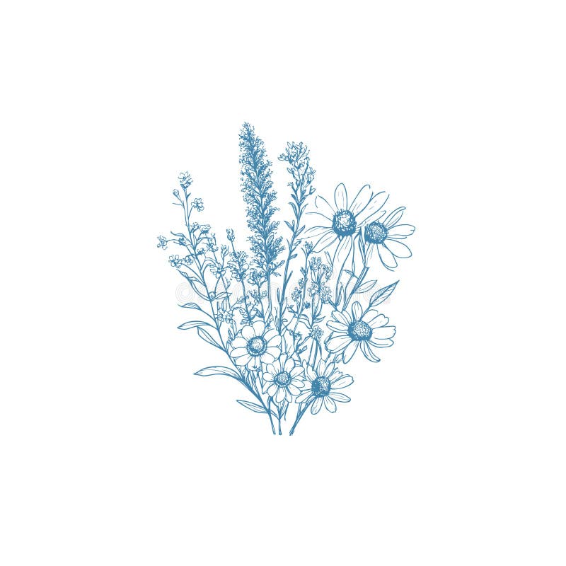 Wildflower Line Art Botanical Drawings Stock Illustration ...