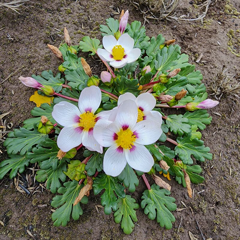 9,664 Maturation Principle Stock Photos - Free & Royalty-Free Stock ...