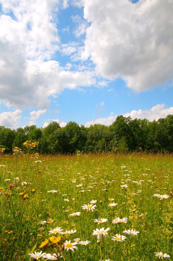 Wild Flower Meadow with Many Flowers Stock Photo - Image of countryside ...