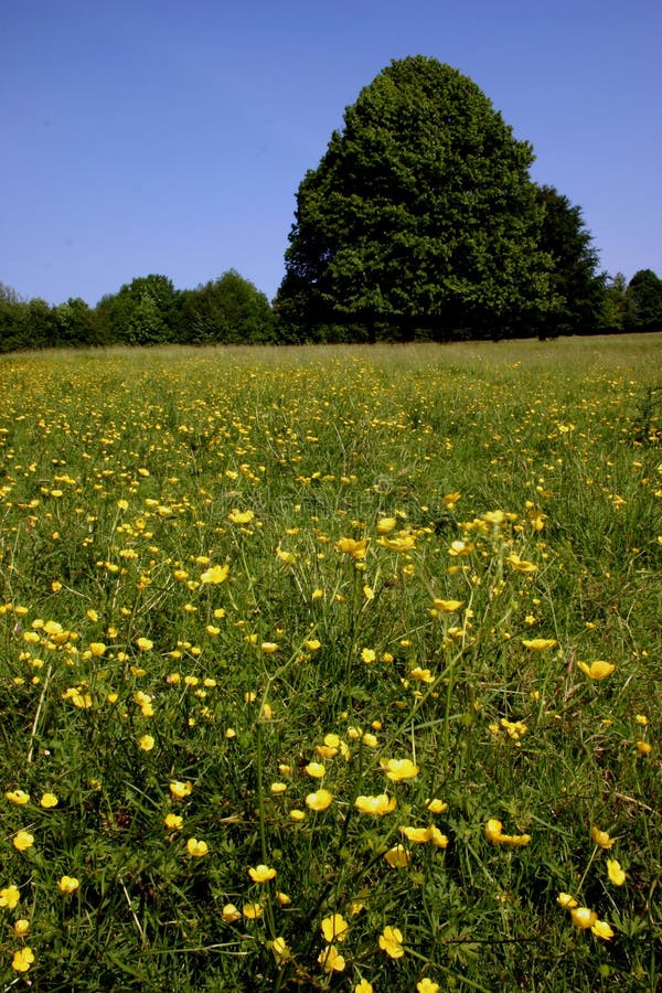 Wildflower Meadow stock photo. Image of botany, conservation - 15672376