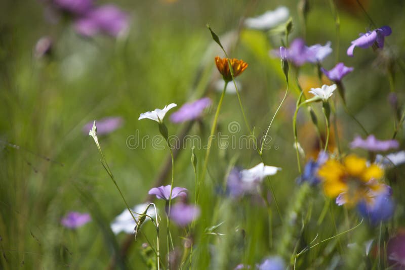 Wildflower meadow stock image. Image of colorful, wildflower - 225457725