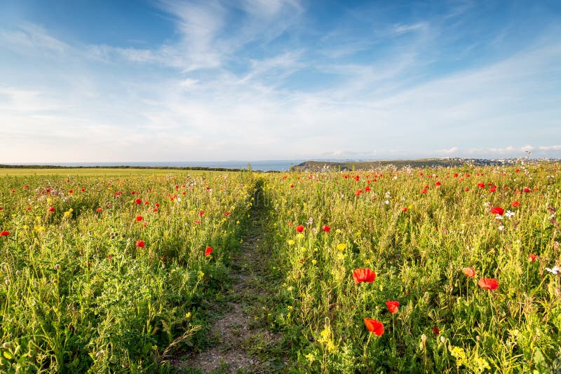 Wildflower Meadow stock photo. Image of coastal, beautiful - 55845130