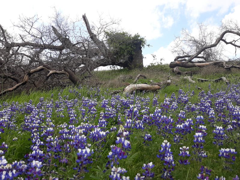 Wildflower Meadow Plateau Has Seen the Mighty Oak Fall Stock Photo ...