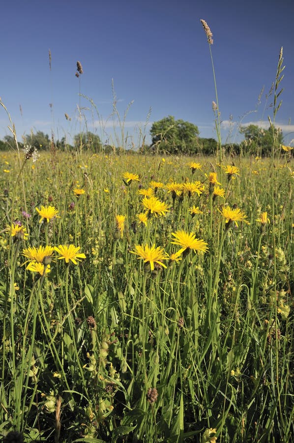 Rough Hawkbit stock photo. Image of plant, rough, compositae - 185949976