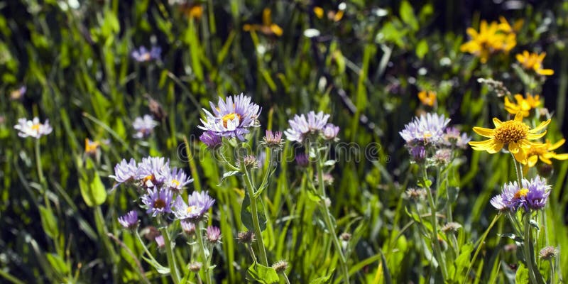 Wildflower Meadow in Spring Stock Image - Image of marsh, wyoming: 20060579