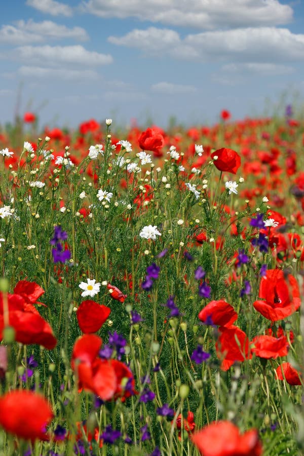 Wildflower Meadow in Spring Stock Photo - Image of botanical, daisy ...