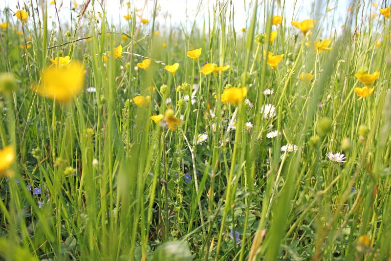 Wildflower Meadow on a Sunny Spring Day Stock Photo - Image of meadow ...