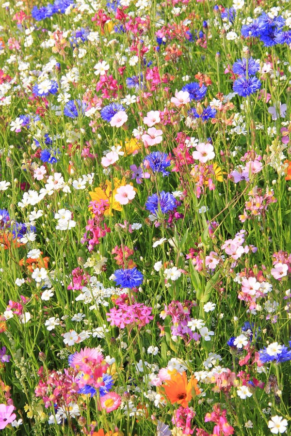 Wild flower meadow stock image. Image of chamomiles, color - 72097623