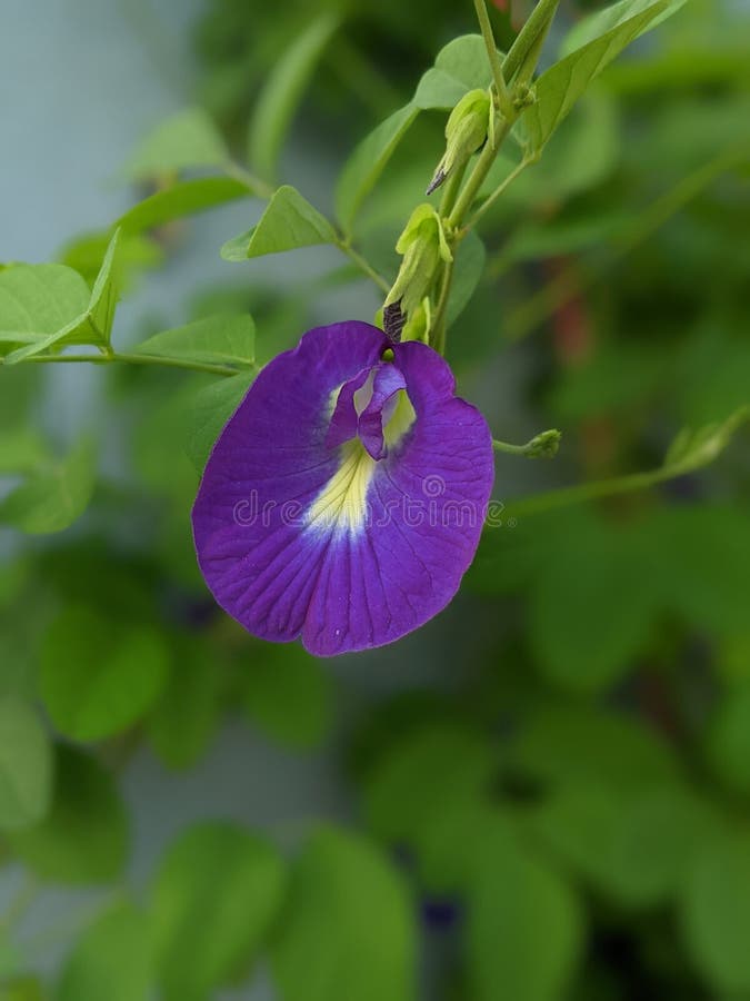 Violer Wildflower Stock Photos - Free & Royalty-Free Stock Photos from ...