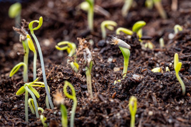 Wildflower Seedlings Breaking through Soil Stock Photo - Image of ...