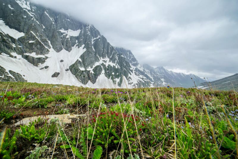 Wildflower with Snow Mountain Stock Photo - Image of color, colored ...
