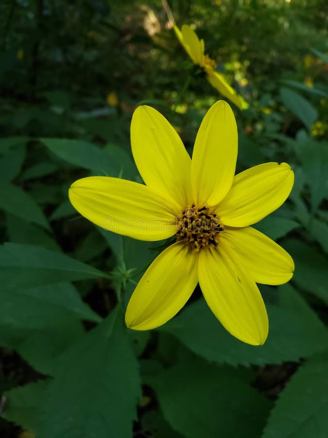 Wonderous wildflower stock image. Image of wildflower - 160727019