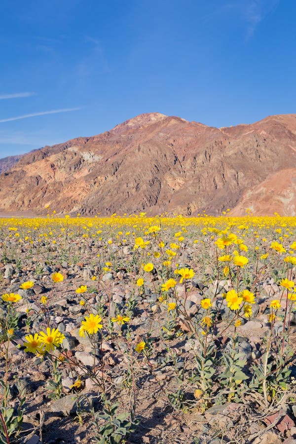 Wildflower Super Bloom in Death Valley Stock Image - Image of super ...