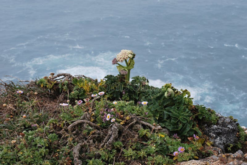 Wildflower on the Top of Point Reyes Stock Photo - Image of cliff ...