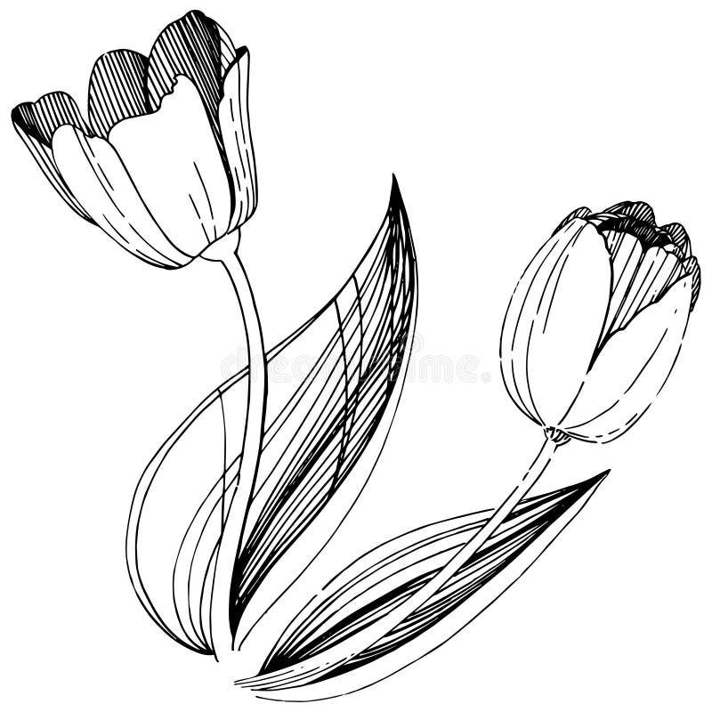 Wildflower Tulip Flower in a Vector Style Isolated. Stock Vector ...