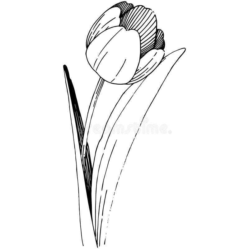 Wildflower Tulip Flower in a Vector Style Isolated. Stock Vector ...