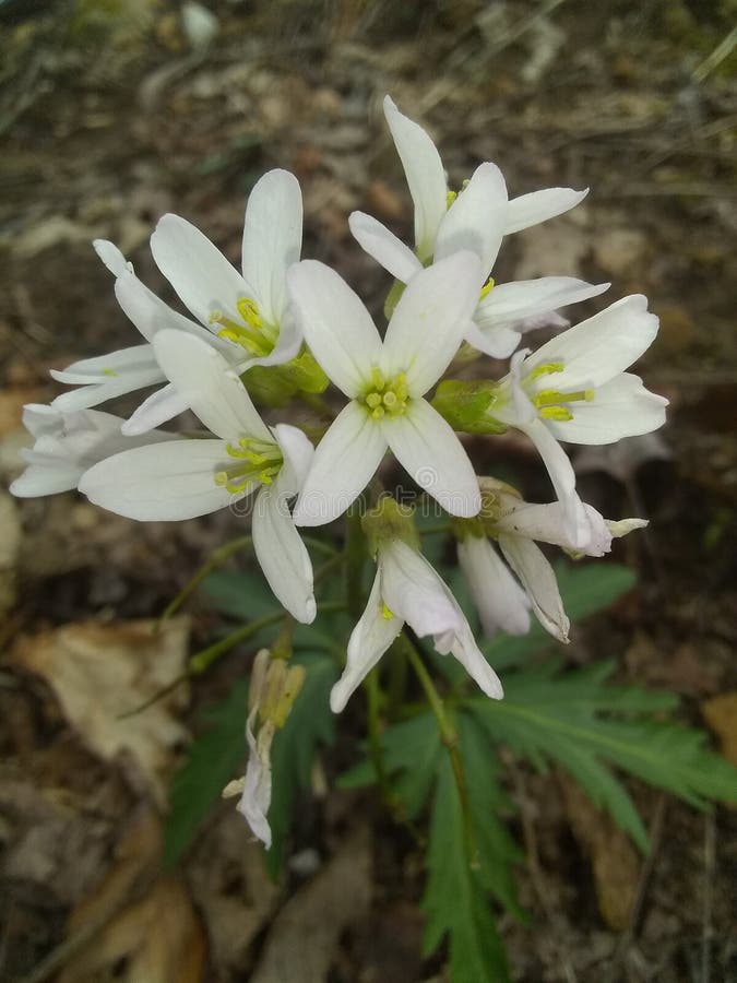 Wildflower white beautiful stock photo. Image of produce - 180914806