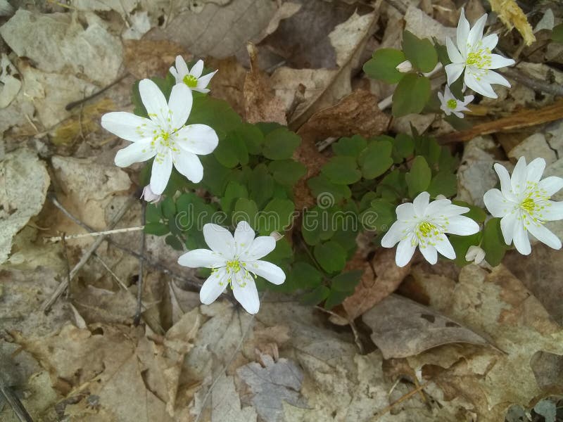 Wildflower White Bloom Blood Root Stock Photo - Image of petal ...
