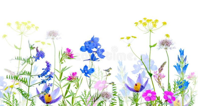 Wildflowers stock illustration. Illustration of field - 20720461