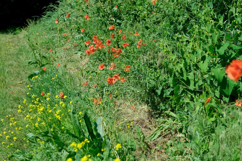 Wildflowers Blooming Along a Path Stock Photo - Image of green ...