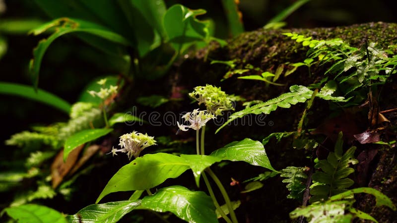 Wildflowers Blooming in the Forest,Beautiful Small Flower Stock Video ...
