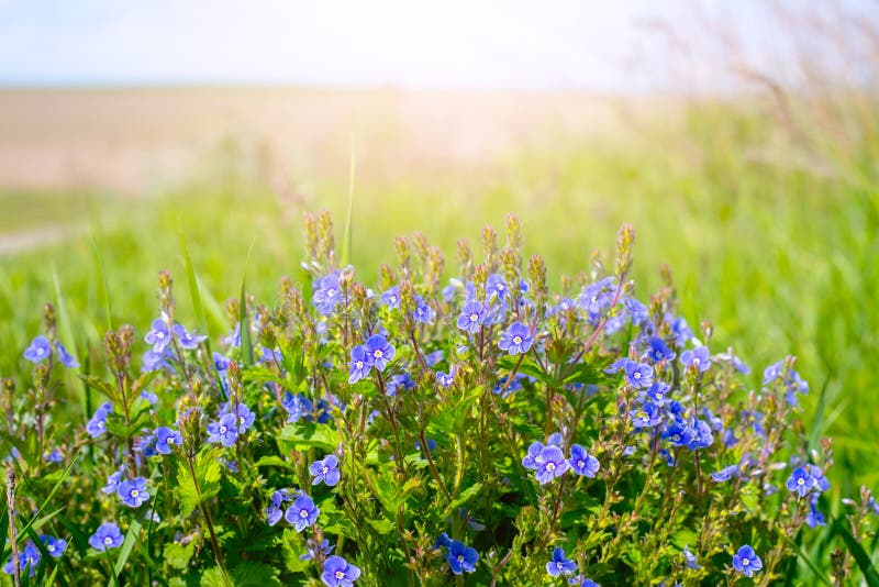 Wildflowers. Blue Flowers of Veronica in the Field Stock Image - Image ...