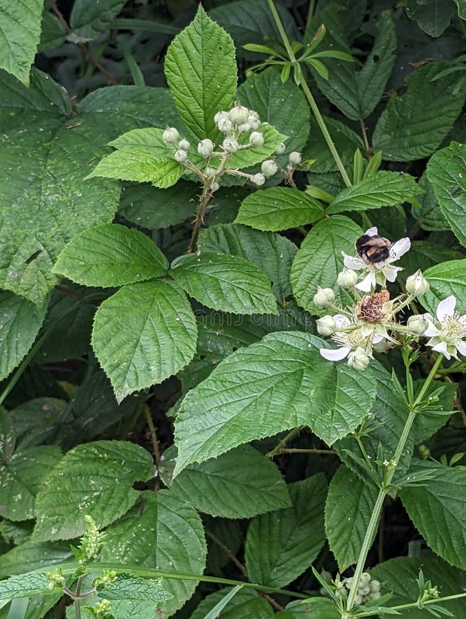 Wildflowers among the Brambles Stock Image - Image of flowers, brambles ...
